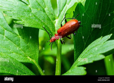 A Red Headed Cardinal Beetle Climbing Up Single Blade Of Grass Stock
