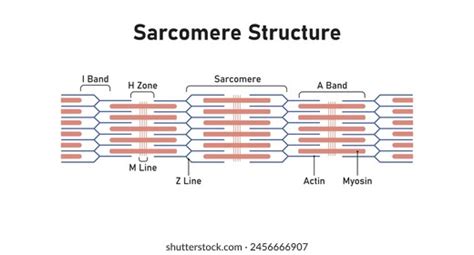 Sarcomere Structure Skeletal Muscle Contraction Concise Medical