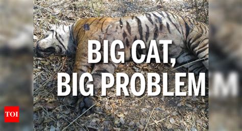 Spike In Tiger Deaths India News Times Of India