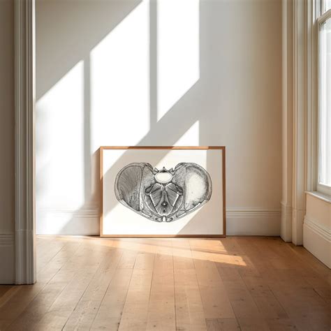 Pelvic Floor Muscles Human Anatomy Print Medical Poster Wall Decor