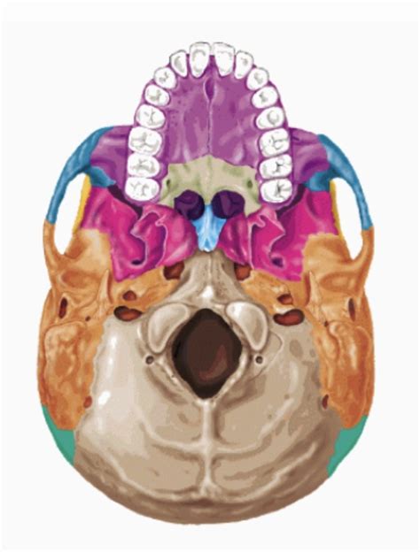 Skull Inferior View Diagram Quizlet