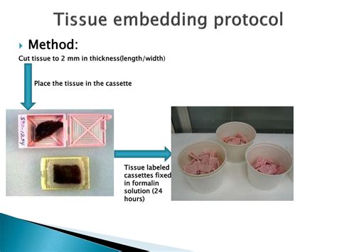 Ppt Spinal Cord Extraction And Tissue Embedding For Immunofluorescence P Rotocol Powerpoint