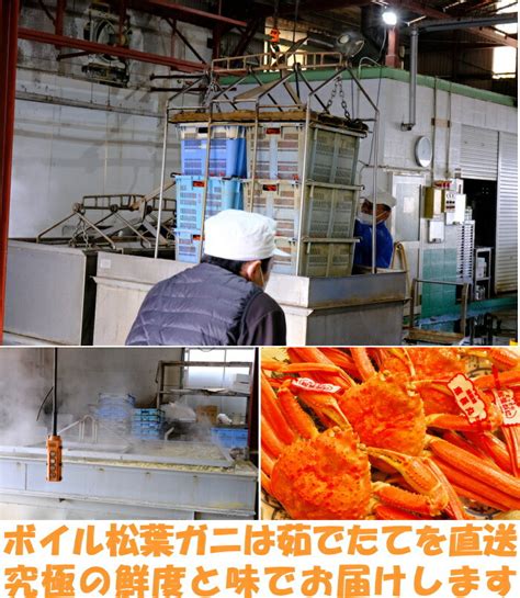 【楽天市場】カニ 松葉ガニ タグ付き 日付指定ok 1尾 600g前後×1尾 活 生 か ボイル 選択可 未冷凍 送料無料 国産 鳥取 境港