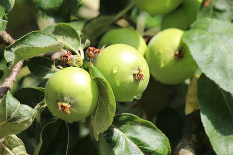 Free Images Apple Tree Branch Fruit Berry Flower Food Green
