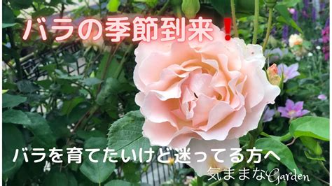 バラシーズン到来バラを育ててみたい方必見失敗談もご紹介 YouTube
