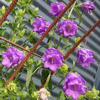 How To Grow Canterbury Bells Seeds The Seed Collection