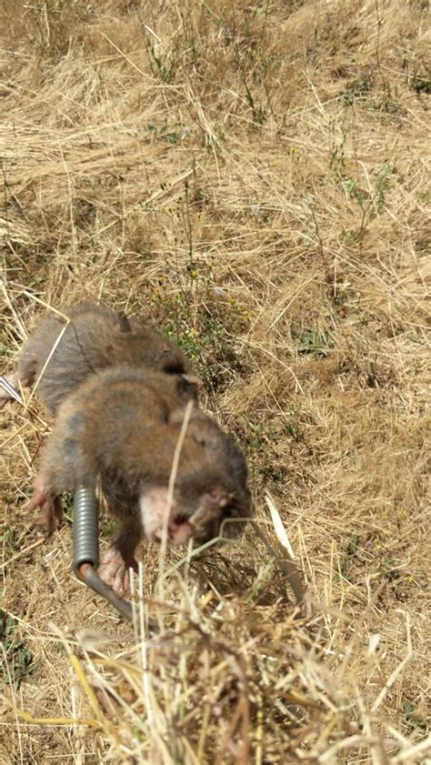 Six Pack Of Dk 1 Gopher Traps Pocket Gopher Traps