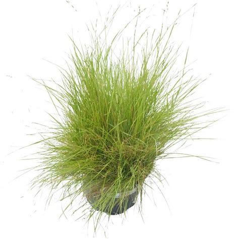 Oregon Annual Ryegrass Seed Grow Organic