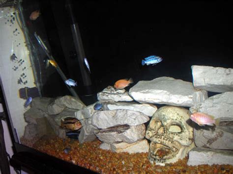 Photo 29 My African Cichlids Melanochromis Auratus Ad