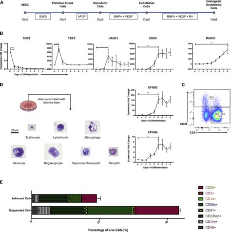 Retinoic Acid Promotes Endothelial Cell Cycle Early G1 State To Enable Human Hemogenic