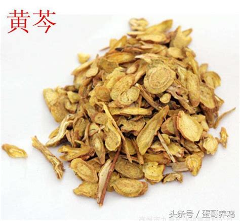 養殖妙招——夏季養雞，巧用黃芩效果好！ 每日頭條