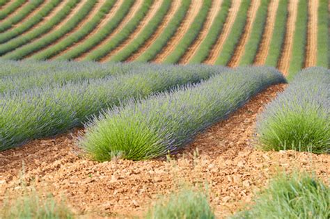 프랑스 발렌솔 코트 다쥐르 알프스프로방스 보라색 꽃 녹색 줄기 향수 베이스 파노라마 관점 나무 산이 배경으로 한 빗질침대 발레솔 코트 다쥐르 알프스프로방스 보라색 꽃 빗질침