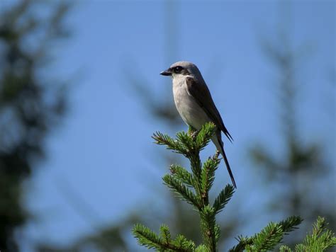 Free Images Nature Branch Flower Wildlife Green Beak Fauna