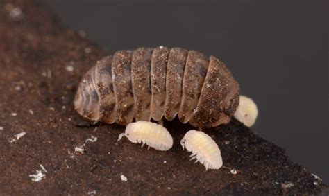 Small Things Considered Sex And The Single Pillbug