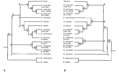 —a The Majority Rule Bootstrap Phylogeny Based On A 305 Bp Fragment Of Download Scientific