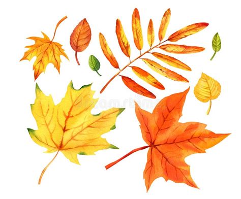 Watercolor Set With Autumn Leaves Hand Drawn Illustration Of Yellow