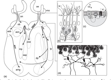 Figure 3 From 2 17 Evolution Of Vertebrate Olfactory Subsystems Semantic Scholar