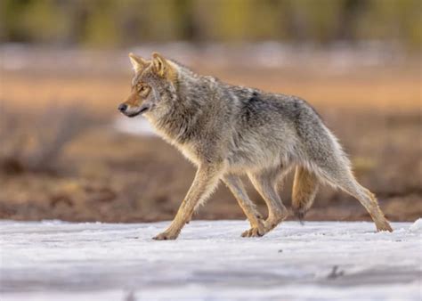 Līvānu Novadā Vilku Uzbrukumā Bojā Gājis Medību Suns