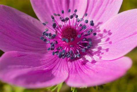 Fotografía Detalle de flor de Luis Montalbán Pozas