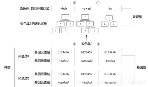 零基础入门进化算法（基因表达式编程） gep的基因有基因型和表现型两种表现形式 基因表达式编程 csdn博客