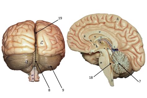 Brain Pt 1 Diagram Quizlet