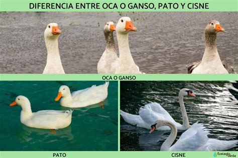 Diferencia Entre Oca Y Ganso Resumen