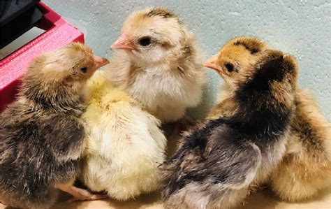 都市養雞行不行？雞的飼養前導指南