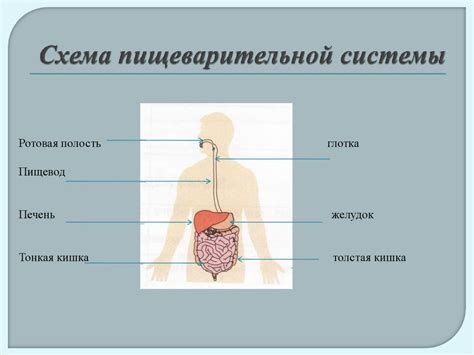 Наше питание Пищеварительная система 3 класс презентация онлайн