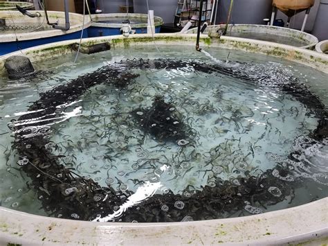 상태 해마 중원 남쪽에서 애를 낳을 때 산모에게 해마를 쥐어주면 해마 잡고 애를 낳았을 정도로 산모에 좋다고 한다 당 현종과 양귀비의 나이 차이는 34살 나이가