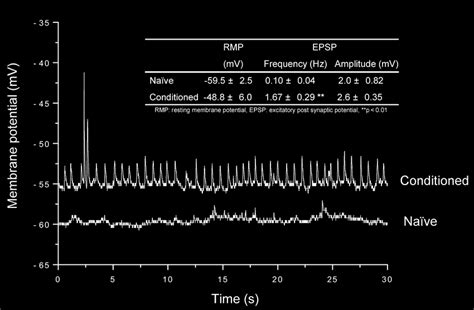 Spontaneous activity was recorded from conditioned and naïve RPeD Download Scientific Diagram