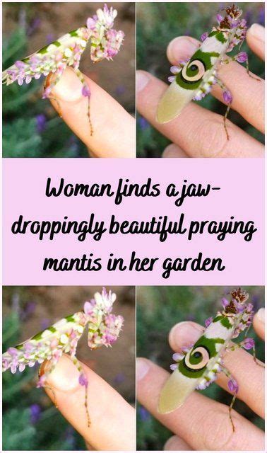 Woman Finds A Jaw Droppingly Beautiful Praying Mantis In Her Garden