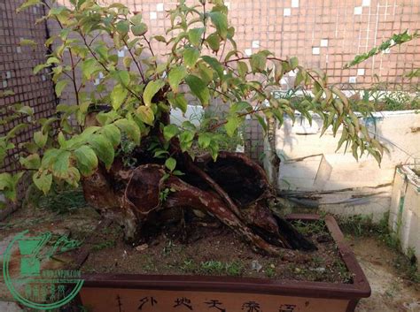 矮霸紫薇 紫薇 第7页 大山谷图库