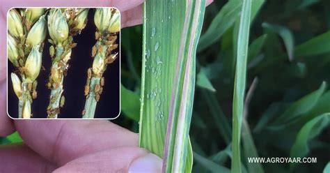 مهم‌ترین آفات گندم و جو در ایران