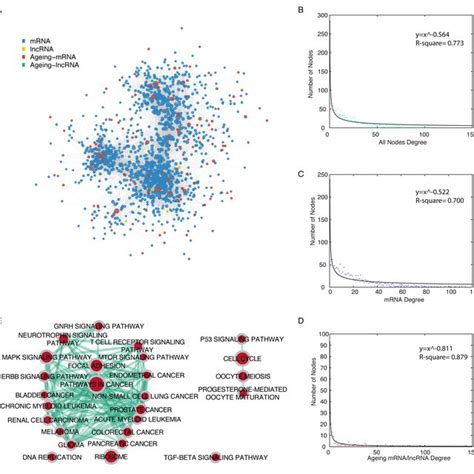 Codon Usage In Caenorhabditis Elegans Genes And Urfs Download Table