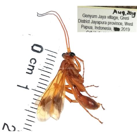 Hymenoptera Shop Papua Insects