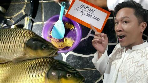 Umpan Jitu Buat Ikan Mas Babon