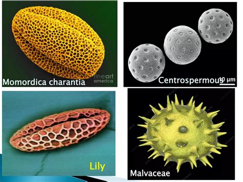 Embryology In Relation To Taxonomy Ppt