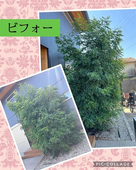 一宮市で剪定して来ました。 ブログ 岐阜の便利屋なら便利屋本舗 岐阜店