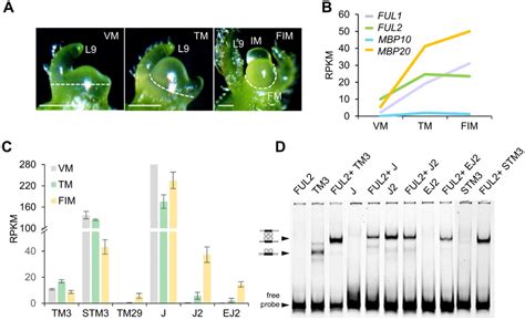 Gene Expression Dynamics In The Primary Shoot Meristem A Manual