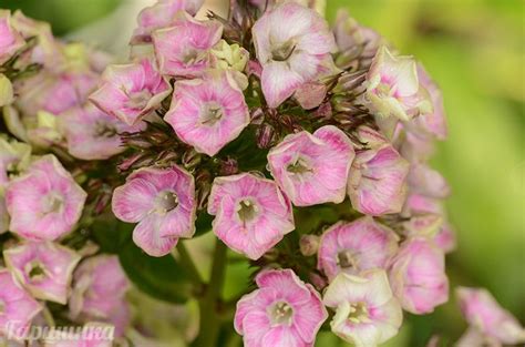 pink and white flowers are blooming in the garden