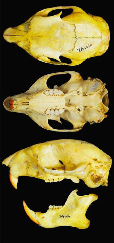 —dorsal Ventral And Lateral Views Of Skull And Lateral View Of