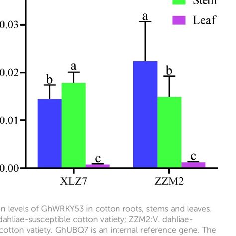 The Diagram Depicts The Concepts Of Pattern Triggered Immunity Pti