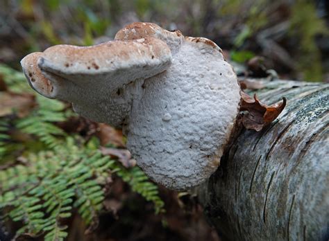 Paddenstoelen NATUURGEBIEDEN IN BEELD
