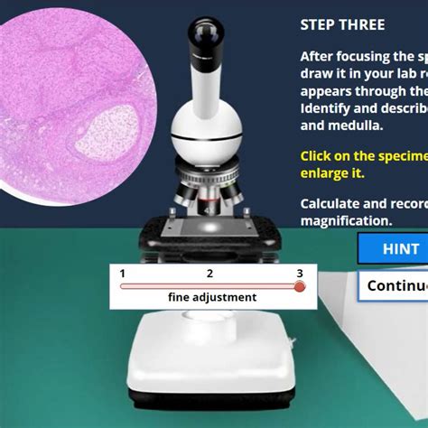 Introduction To Histology Reproductive System Virtual Lab Carolina Distance Learning