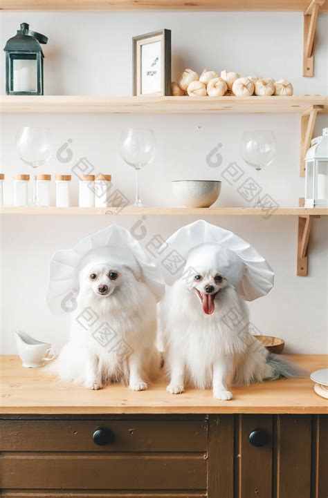两只头戴厨师帽的白色飞溅犬纵向观点图片 包图网企业站