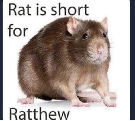 Dammit Ratthew Album On Imgur