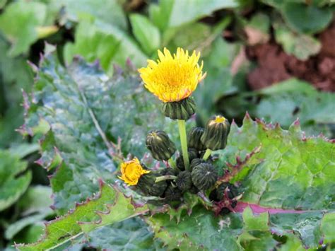 Broadleaf Weeds Identification Treatment And Prevention Minneopa