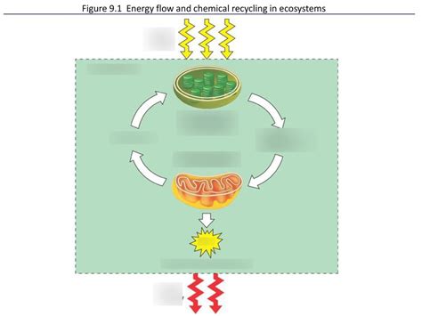Energy Flow And Chemical Recycling In Ecosystems Diagram Quizlet