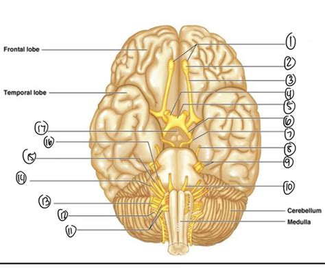Cranial Nerves Flashcards Quizlet