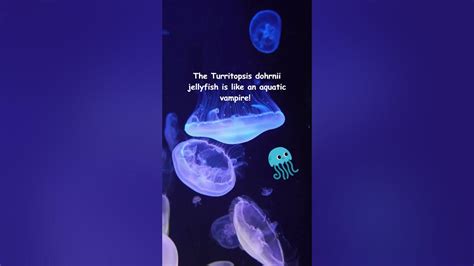 Unveiling The Secrets Of The Immortal Jellyfish Turritopsis Dohrnii